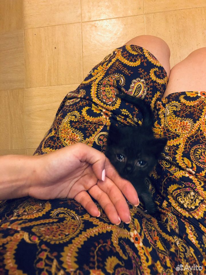 Самый ласковый котёнок