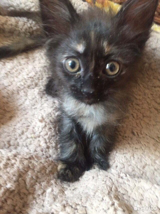 Котенок Сара