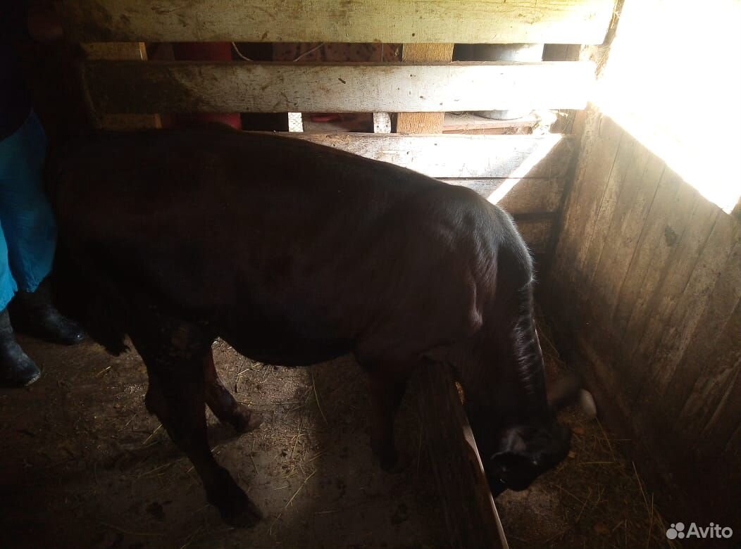 Корова, бычок, утята, козлик