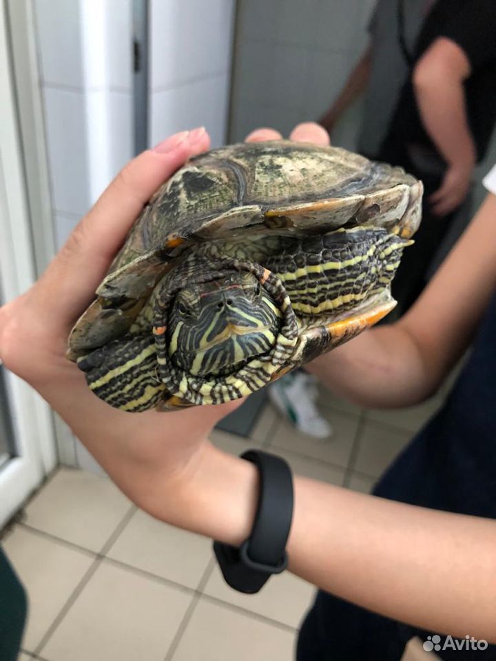 Черепаха