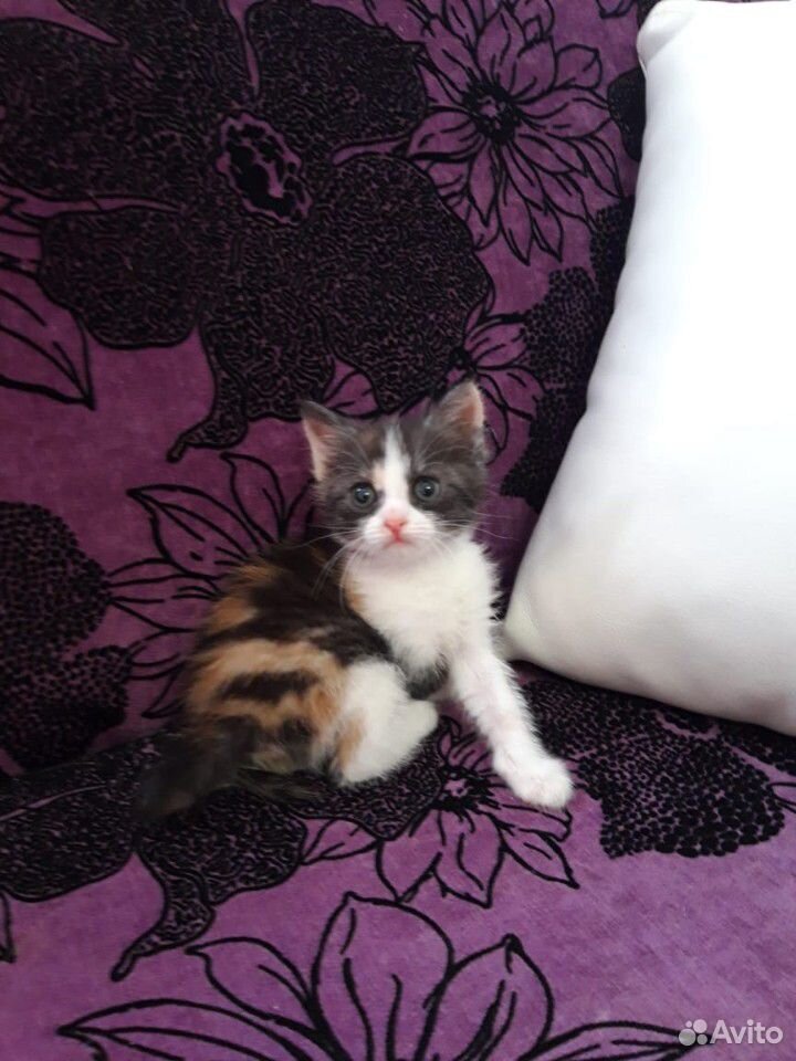Кошка