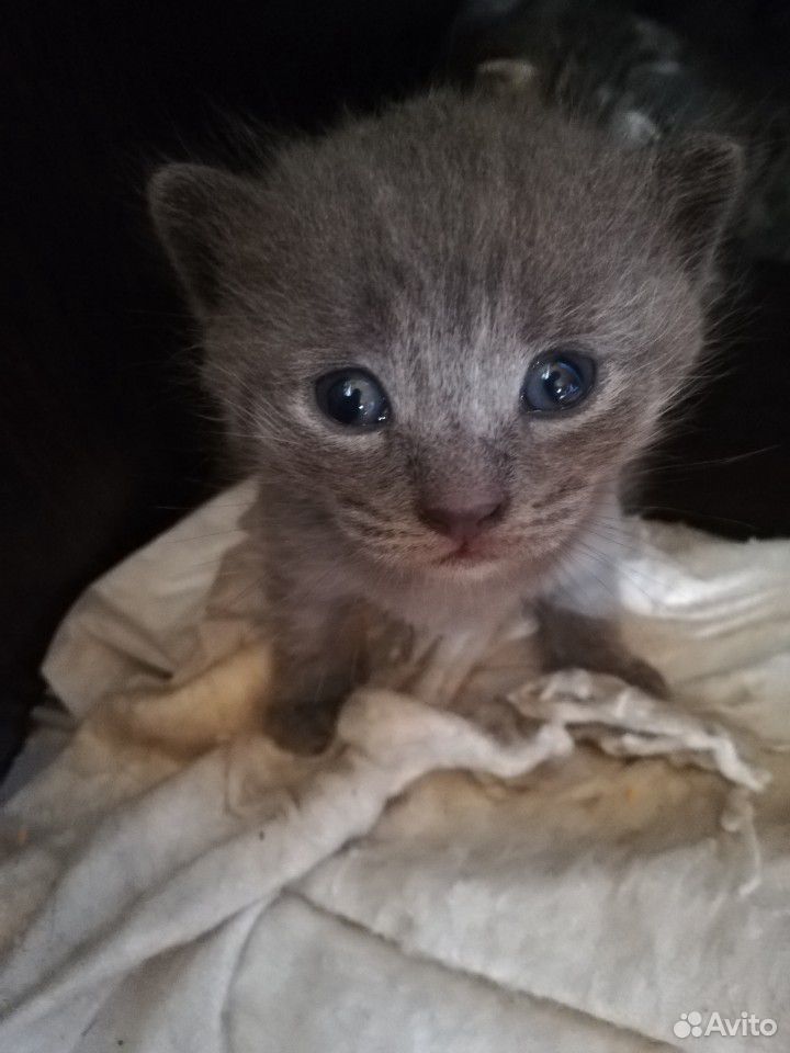 Кошка