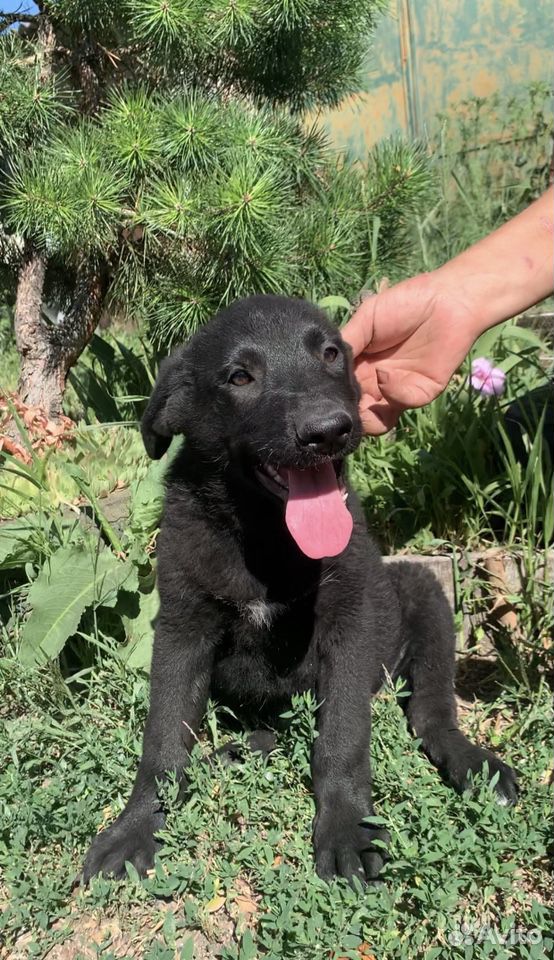 Щенок в добрые руки крупный