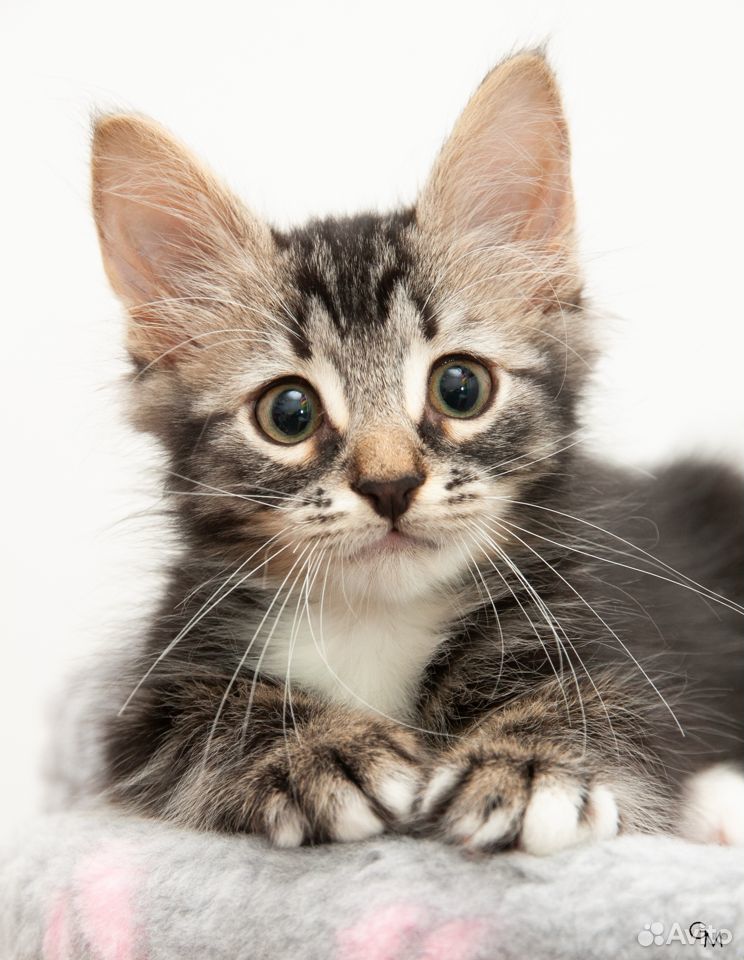 Хочу котенка. Котенок Бастиан