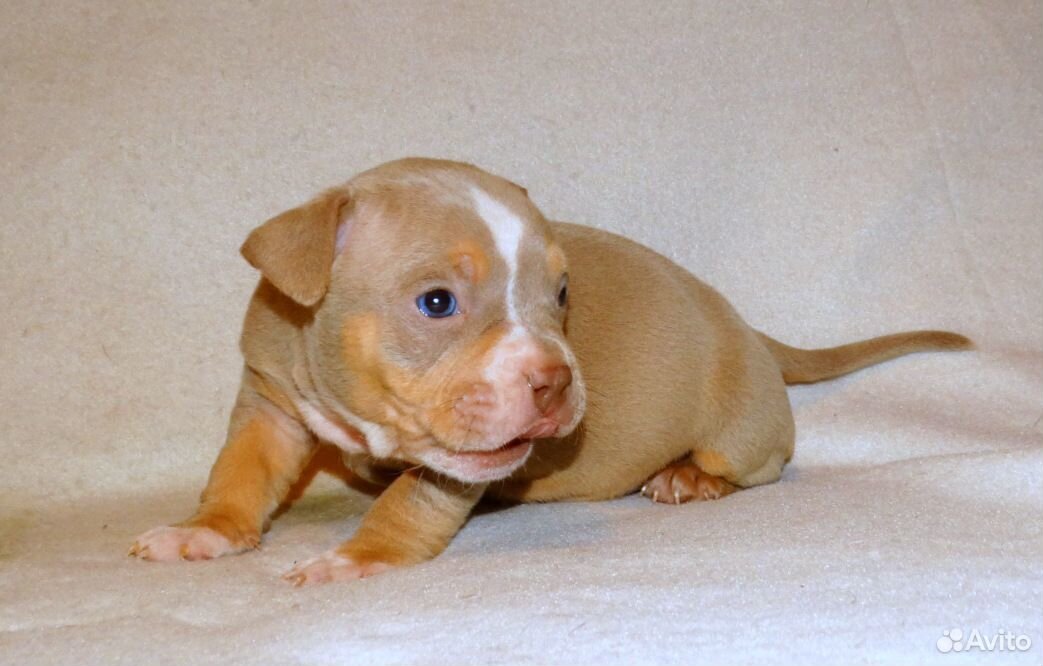 Американский булли(парень)