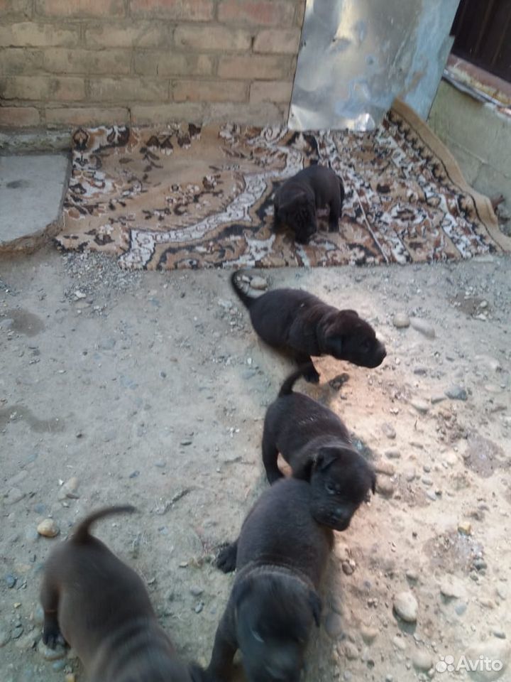 Щенки