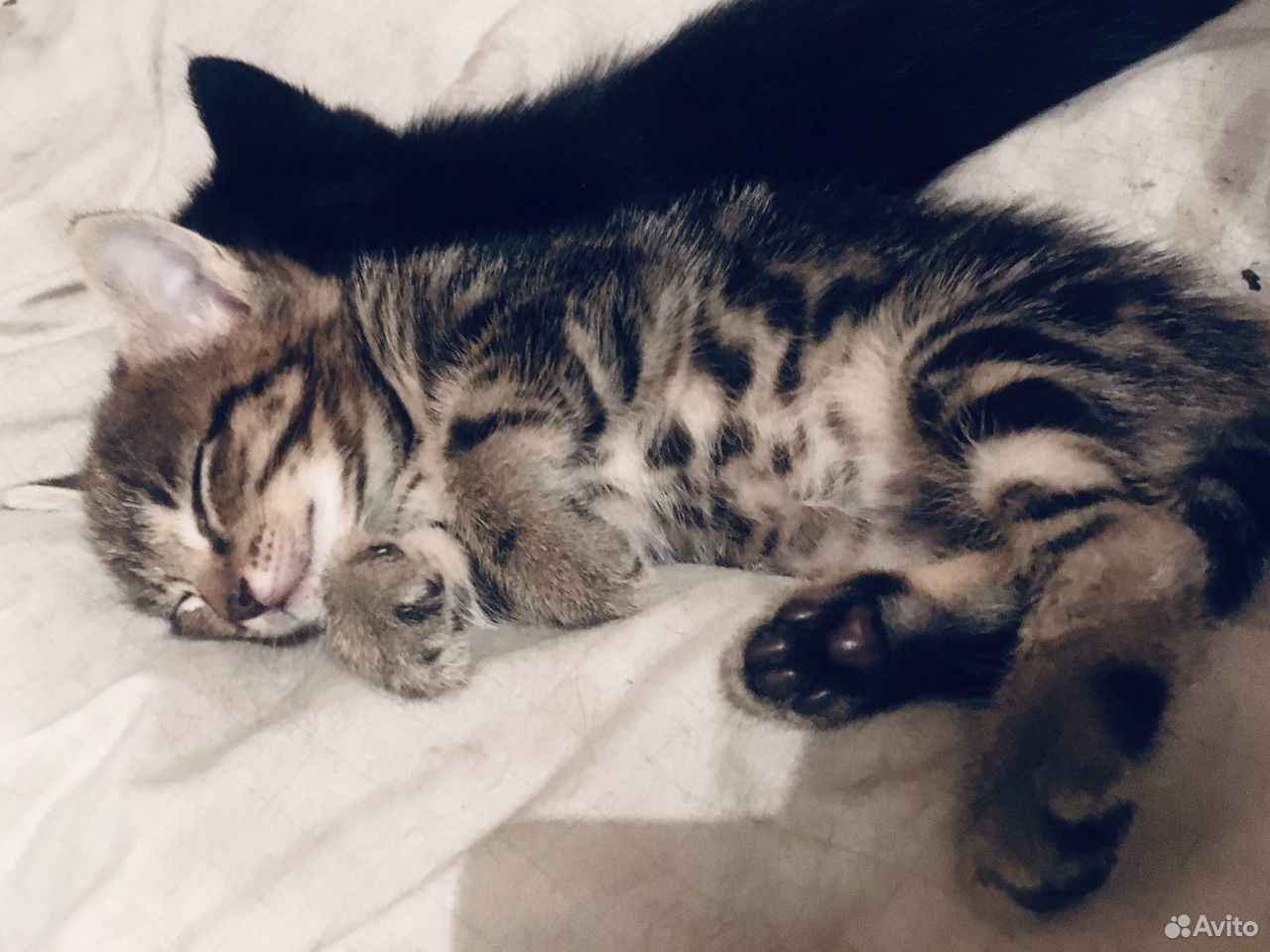 Котёнок