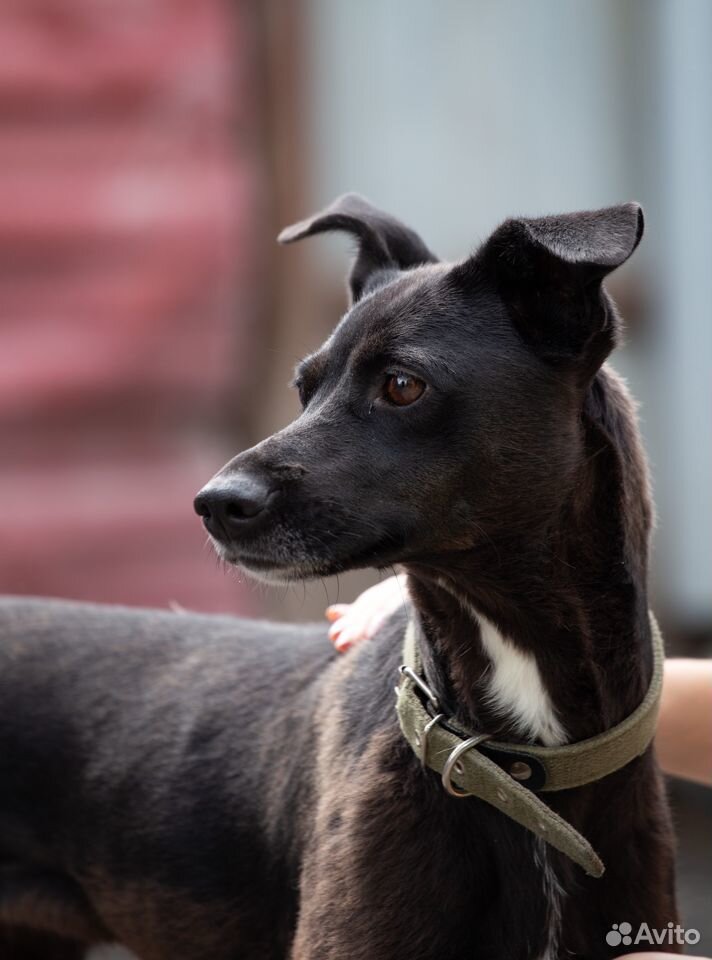 Собака Лиза мечтает о любящем хозяине