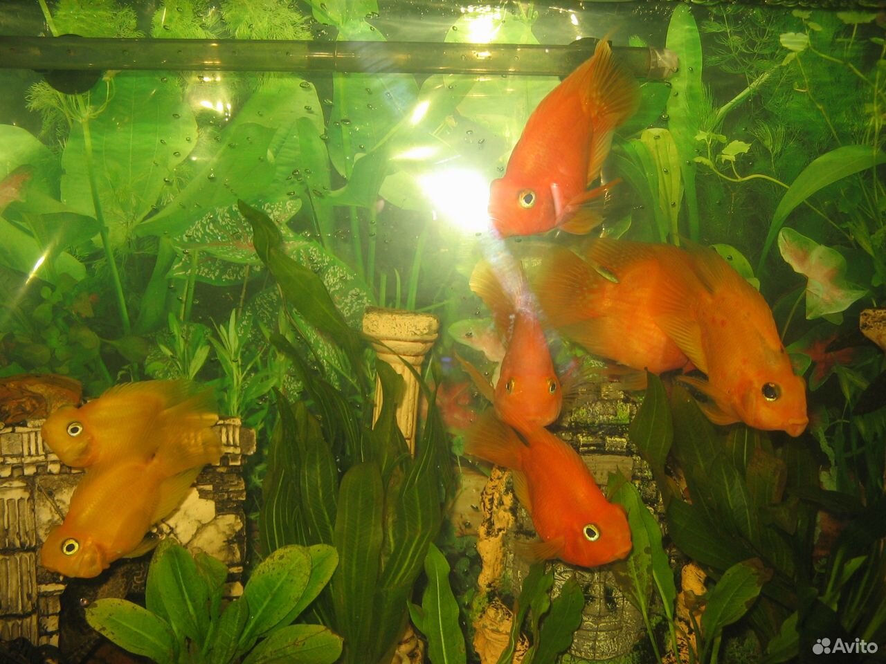 Сом порчевый