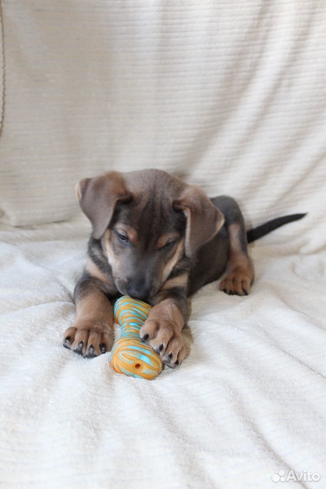 Щенок (мальчик. 2 месяца) дар, в добрые руки