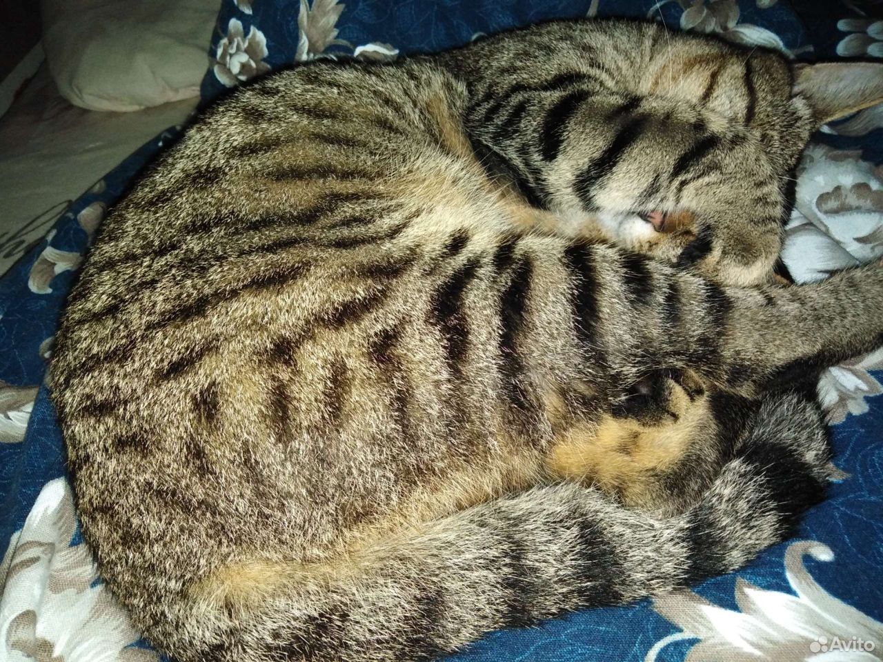 Котенок Семён