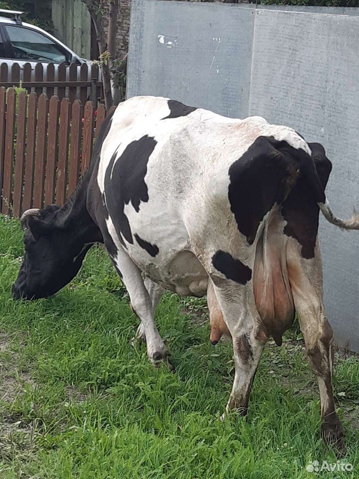 Корова высокоудойная