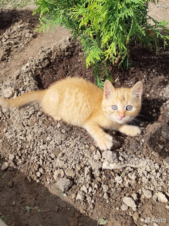 Рыжий котик Лео в добрые руки