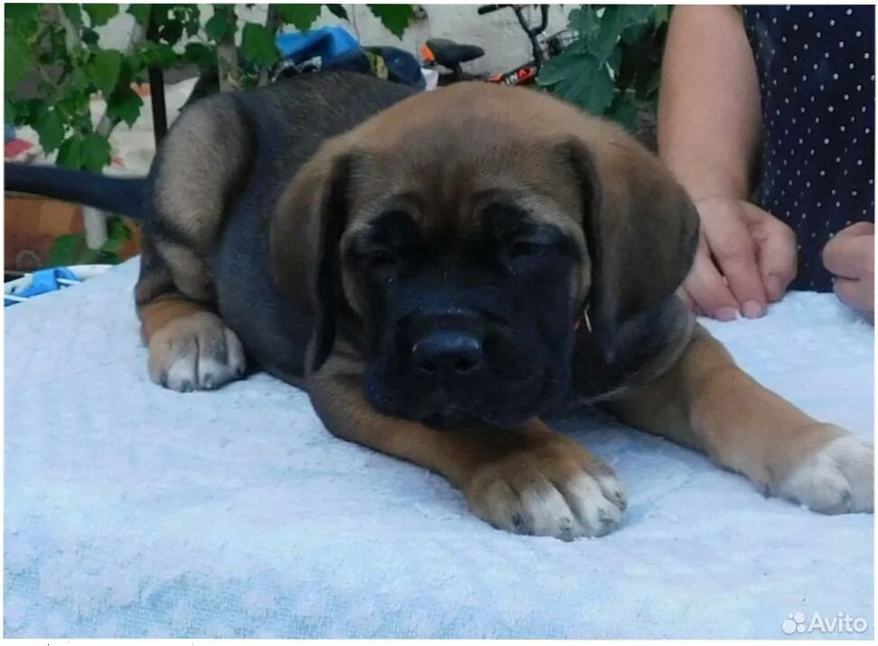 Продают щенка кане-корсо