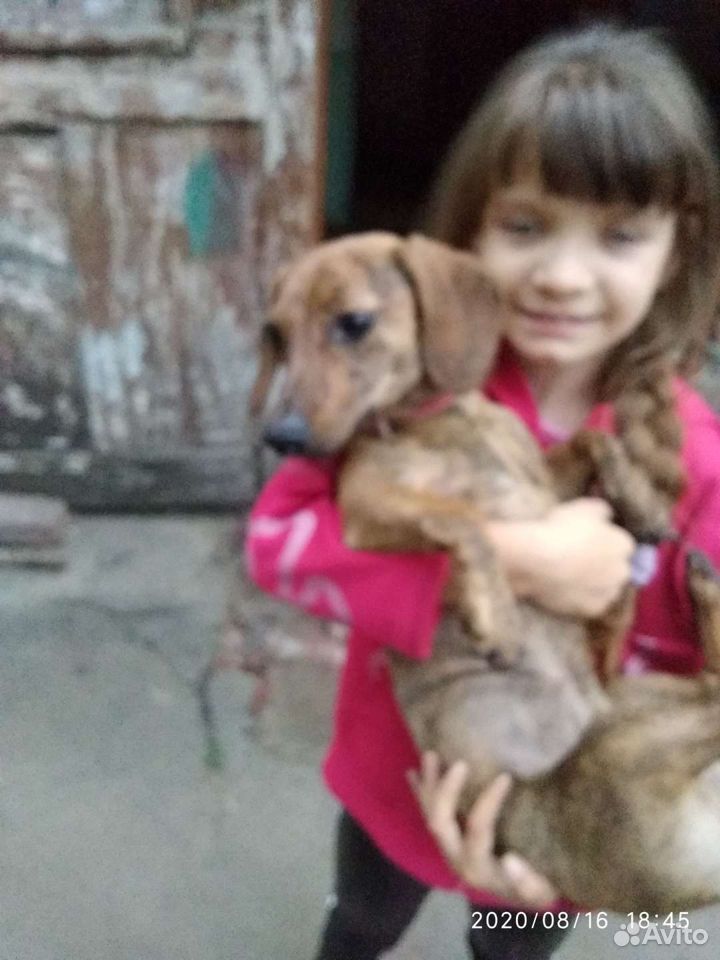 Собака
