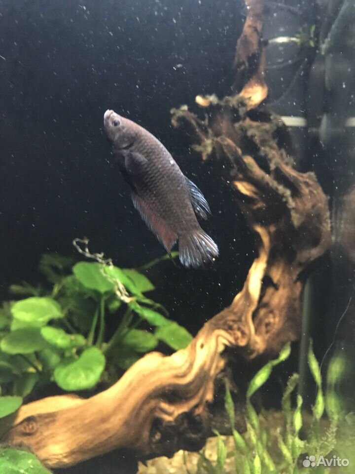 Самка петушка и сом анциструс