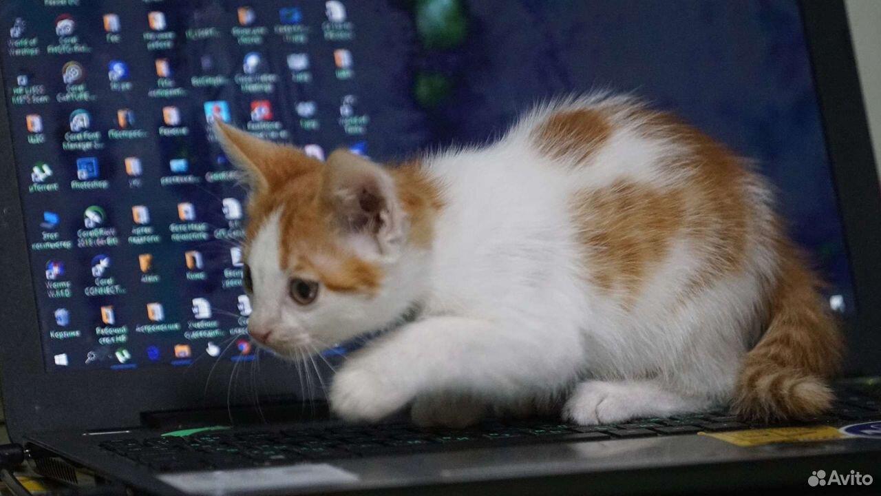 Котяткам нужен дом