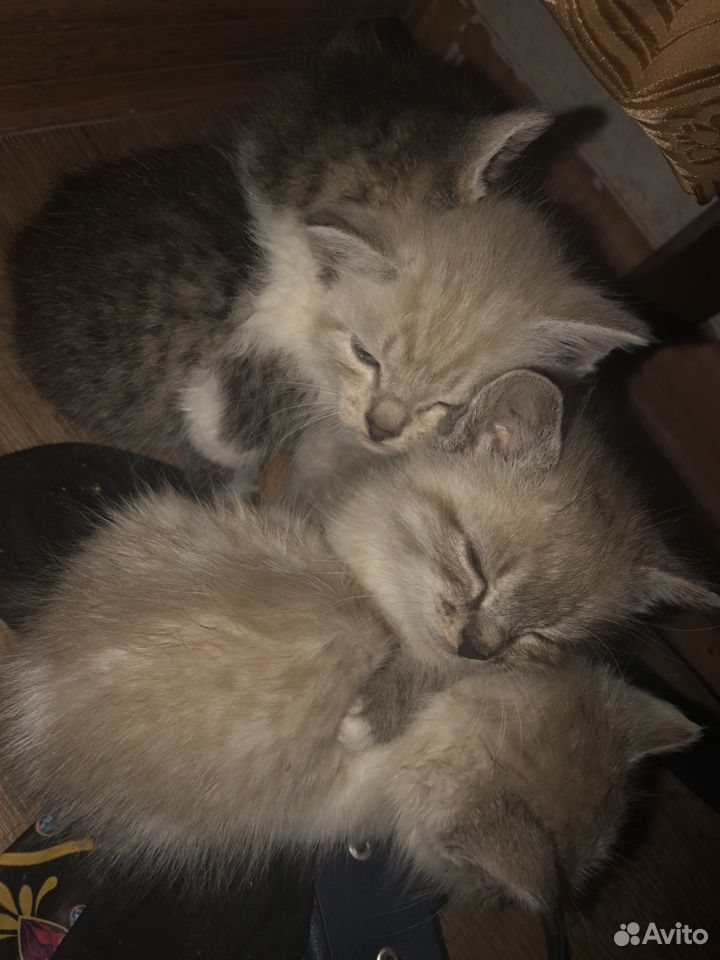 Котята
