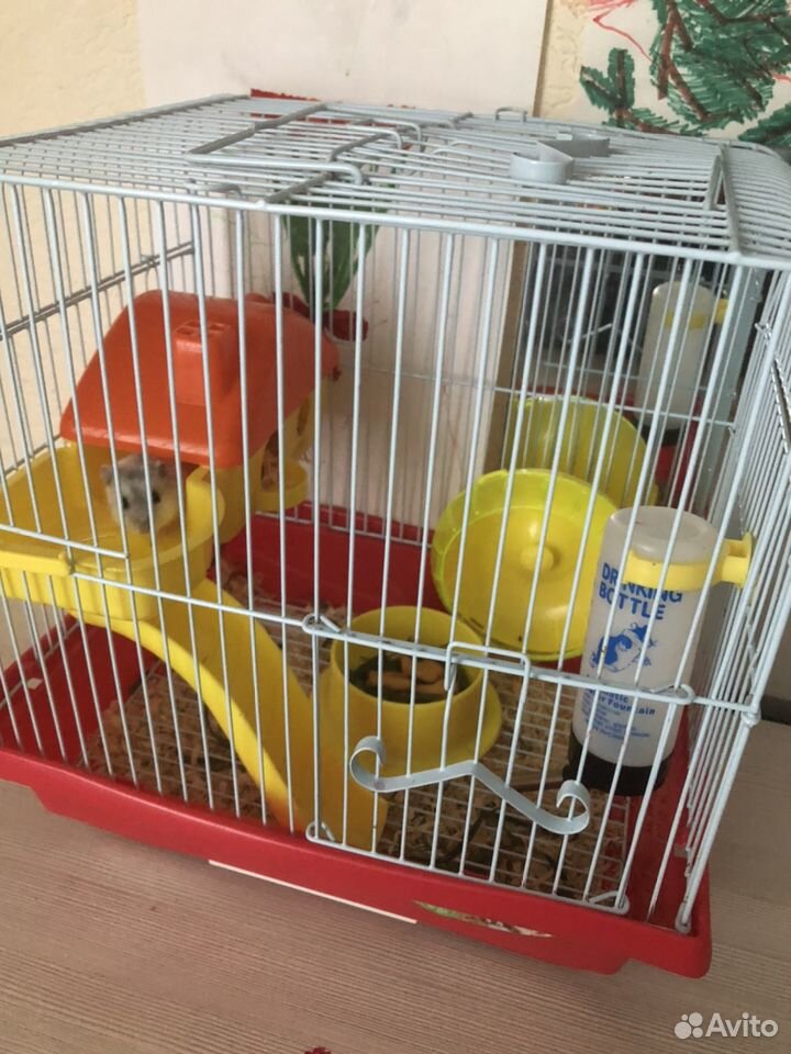 Хамячки с клеткой