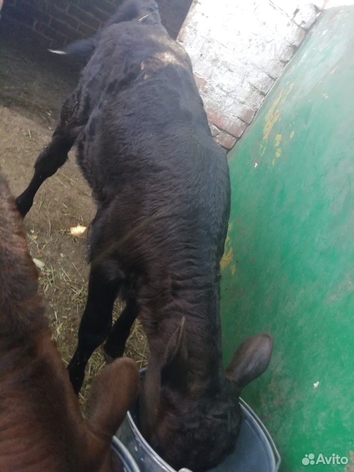 Продаю телок