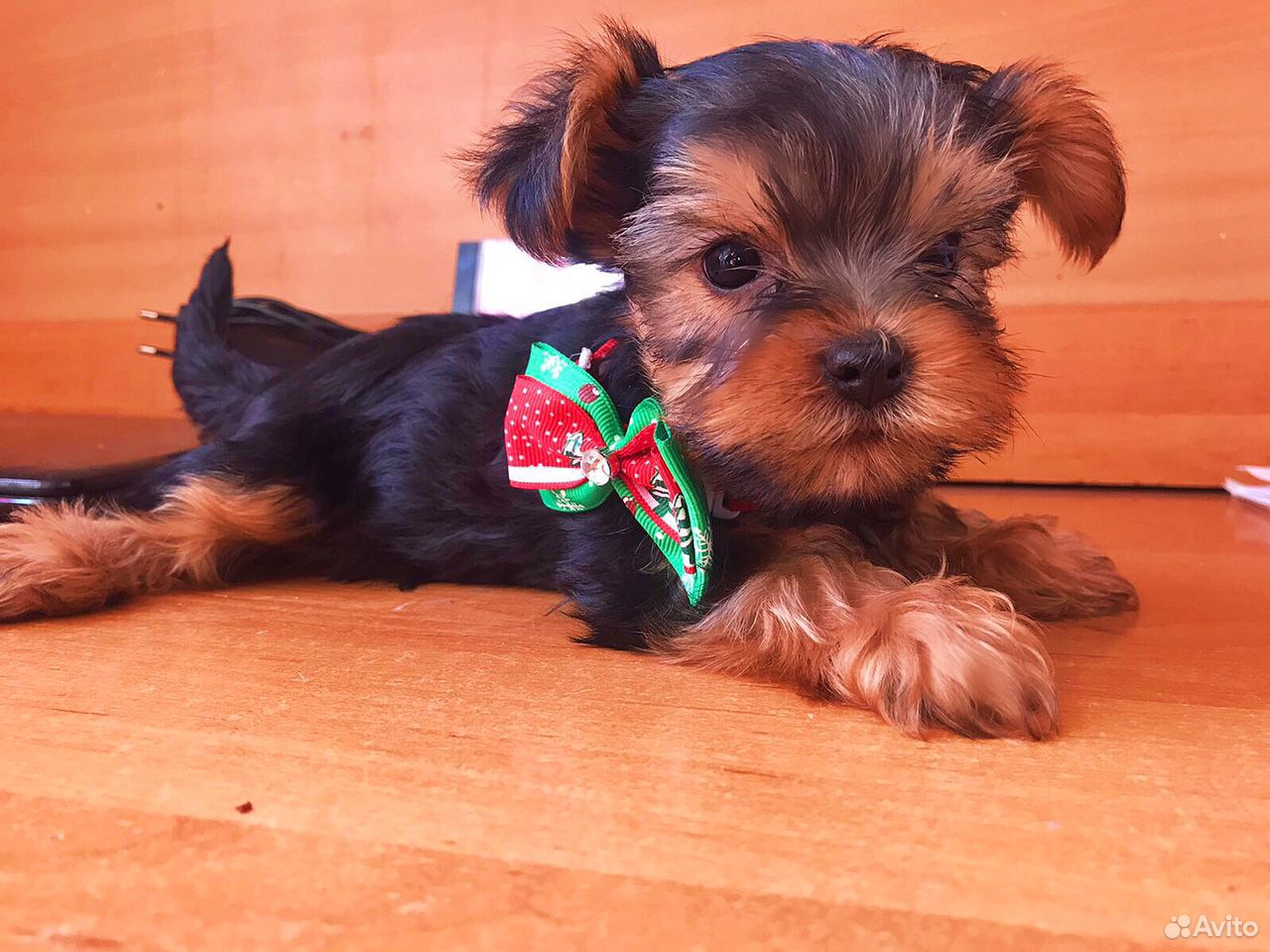 Йоркширский терьер