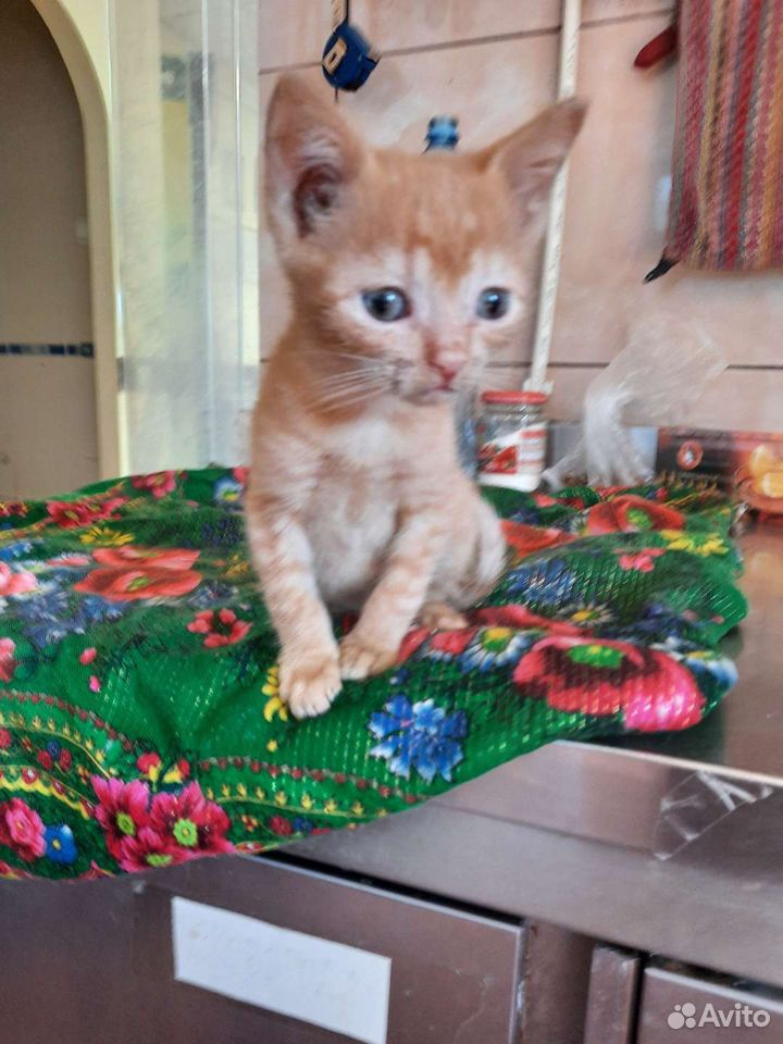 Котёнок
