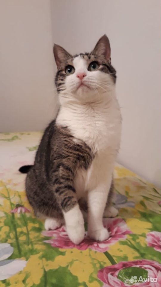 Кошка