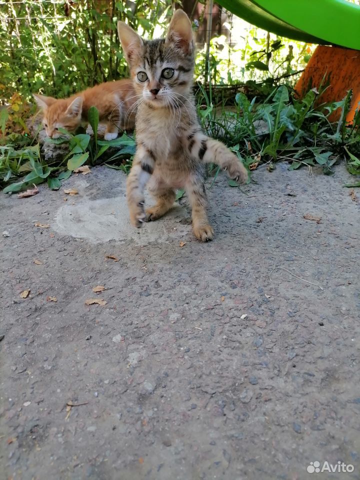 Кошечка дикий окрас
