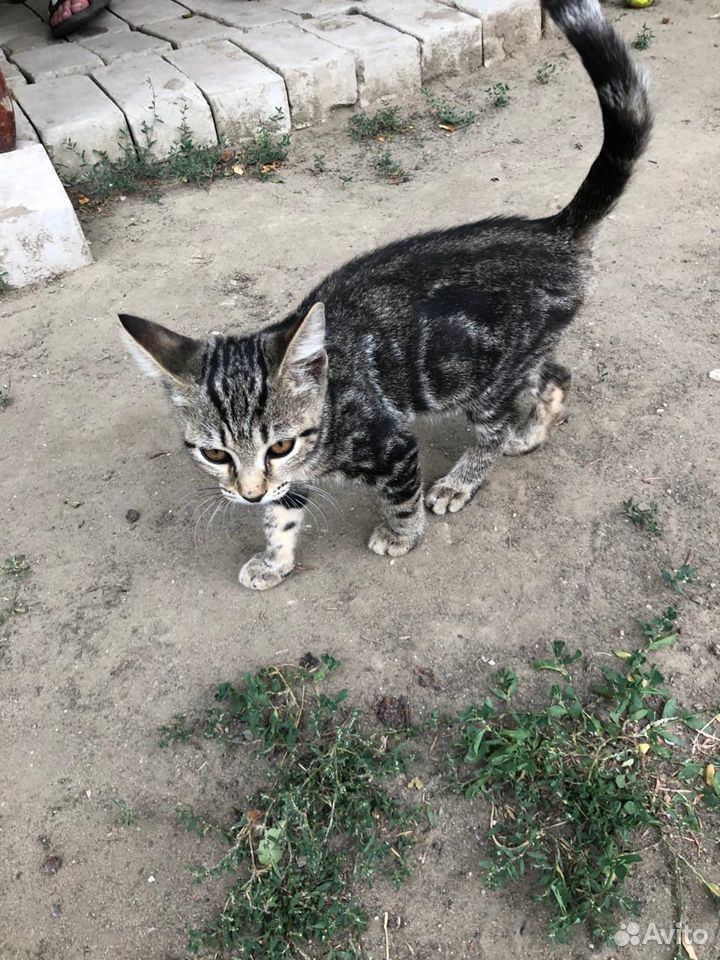 Кошечка