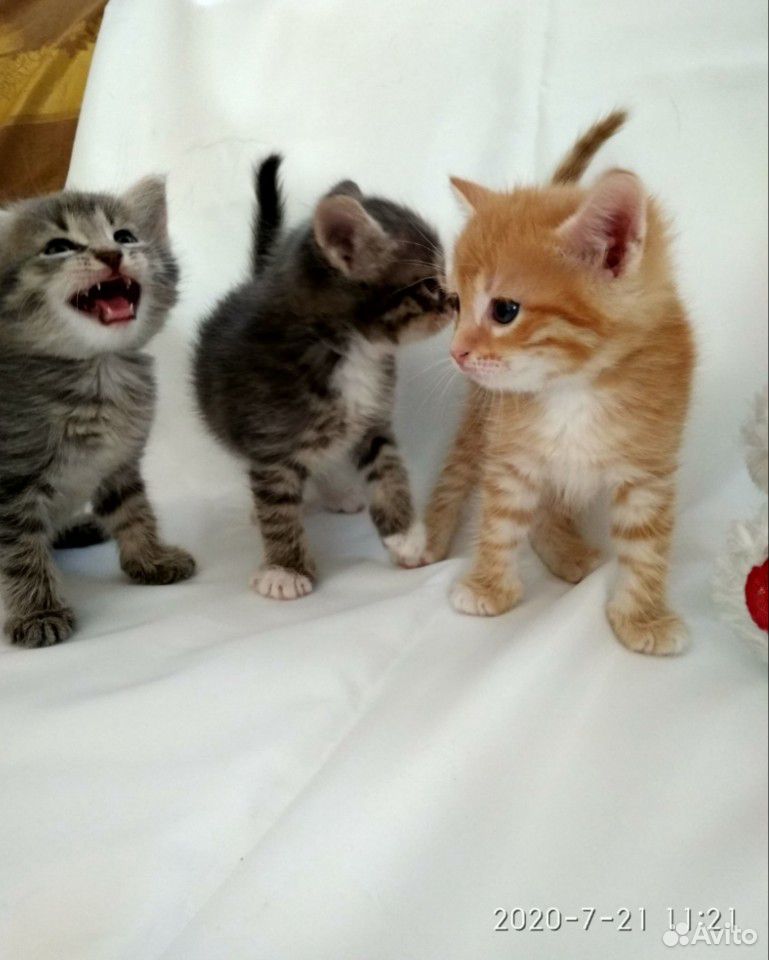 Котятки