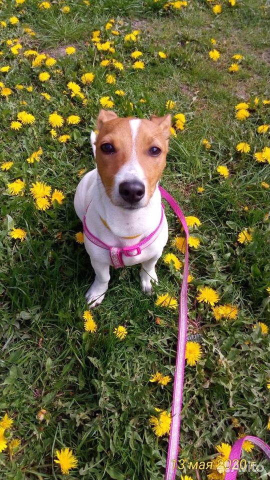 Джек Рассел терьер