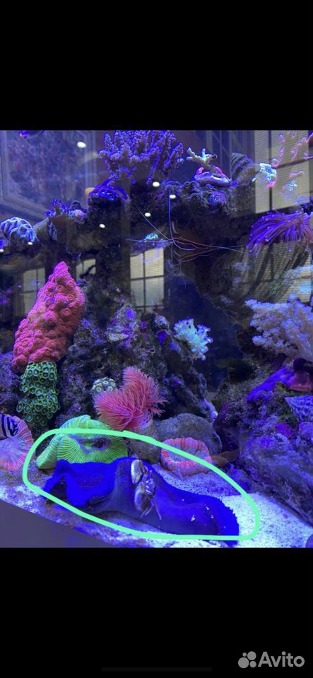 Мягкий коралл- Синяя ковровая актиния