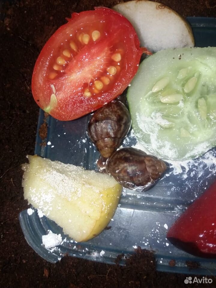 Малыши улиток ахатинов