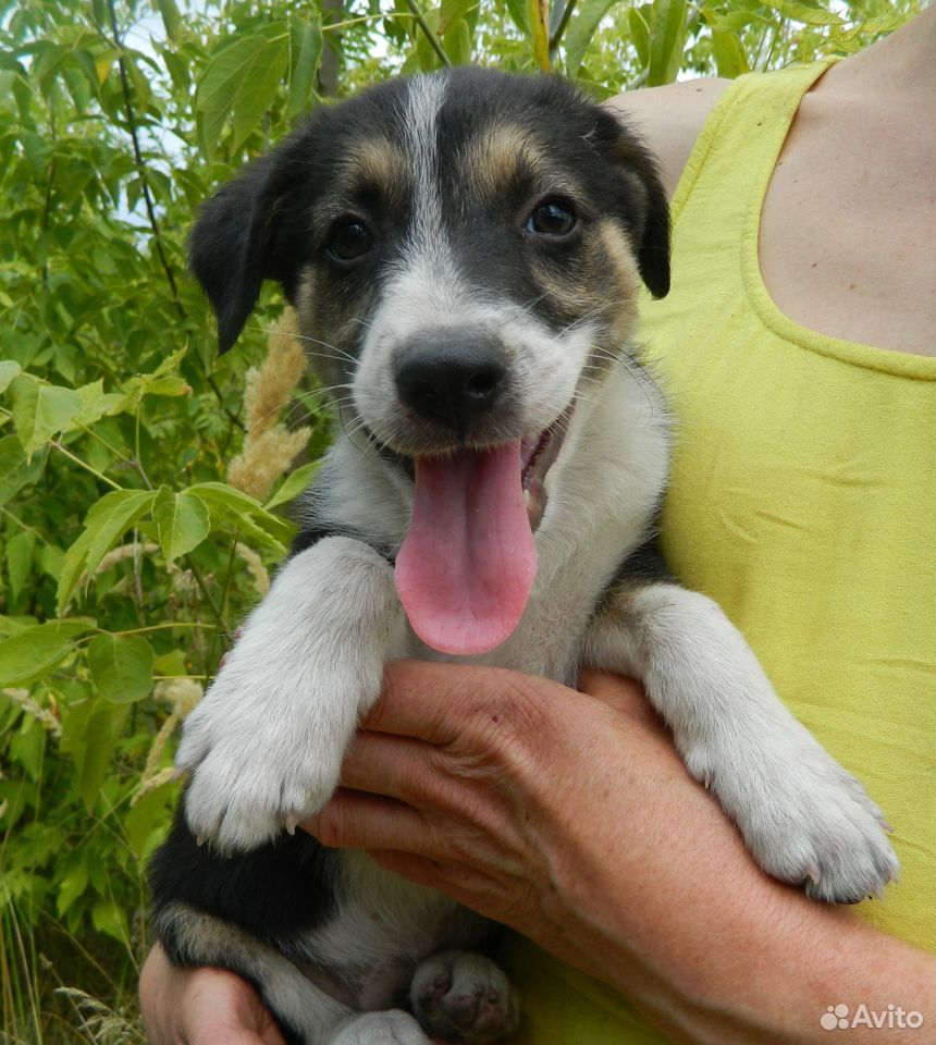 Кнопочка ищет дом и семью