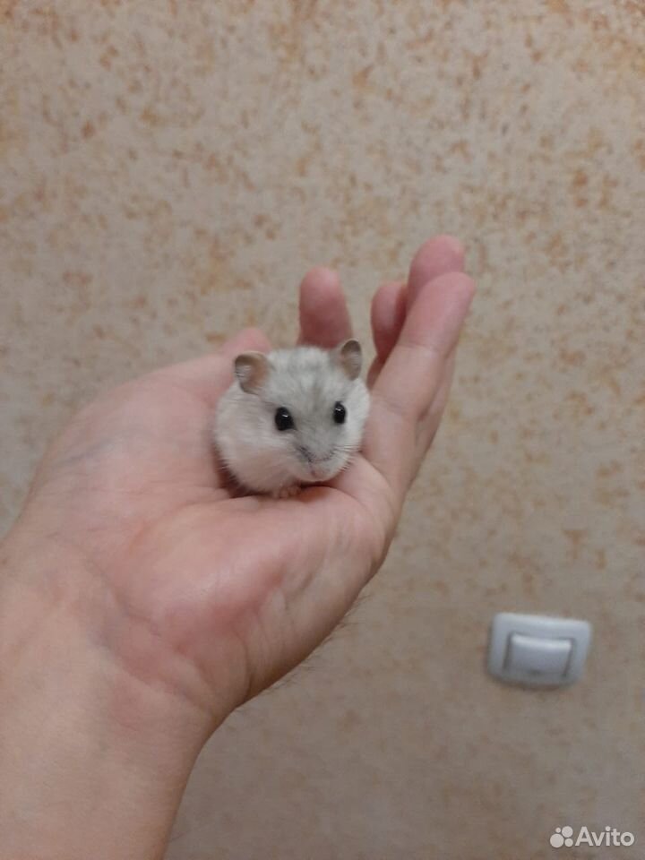 Джунгарики