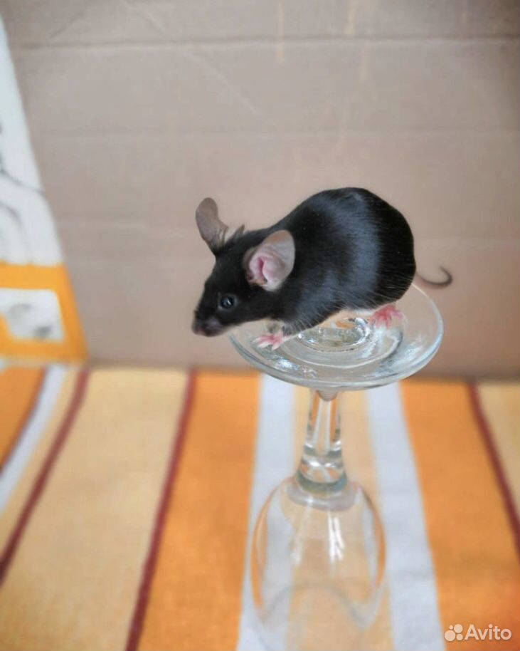 Мышь сатиновая и клетка