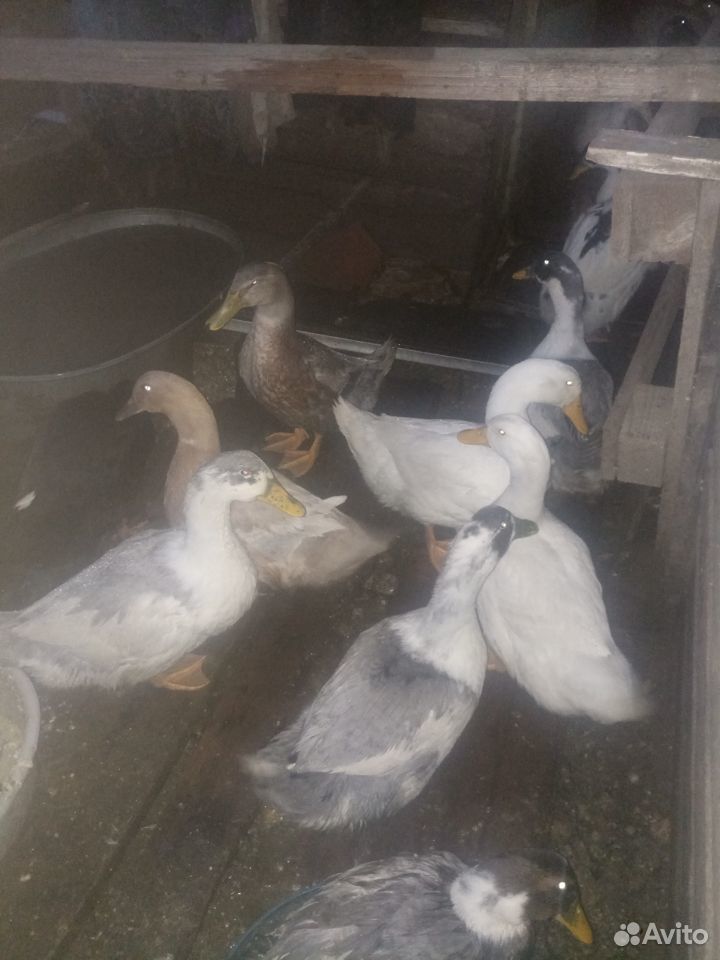 Утки домашние