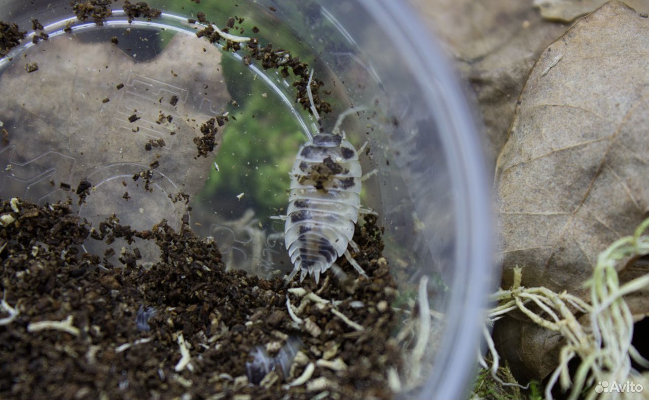 Мокрицы-коровки Porcellio Laevis "Dairy Cow"