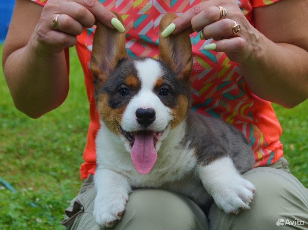 Плюшевый мальчиш