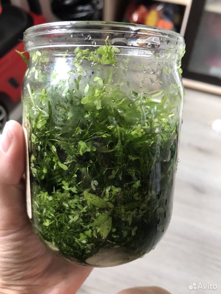 Прополка,ряска