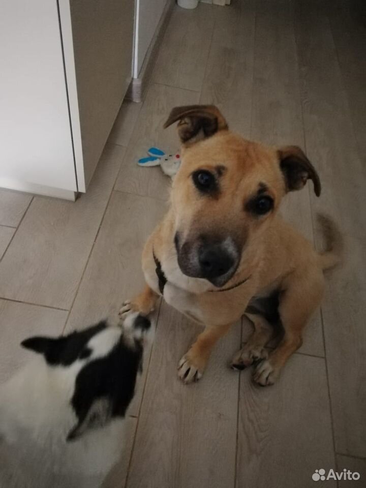 Ева в добрые руки