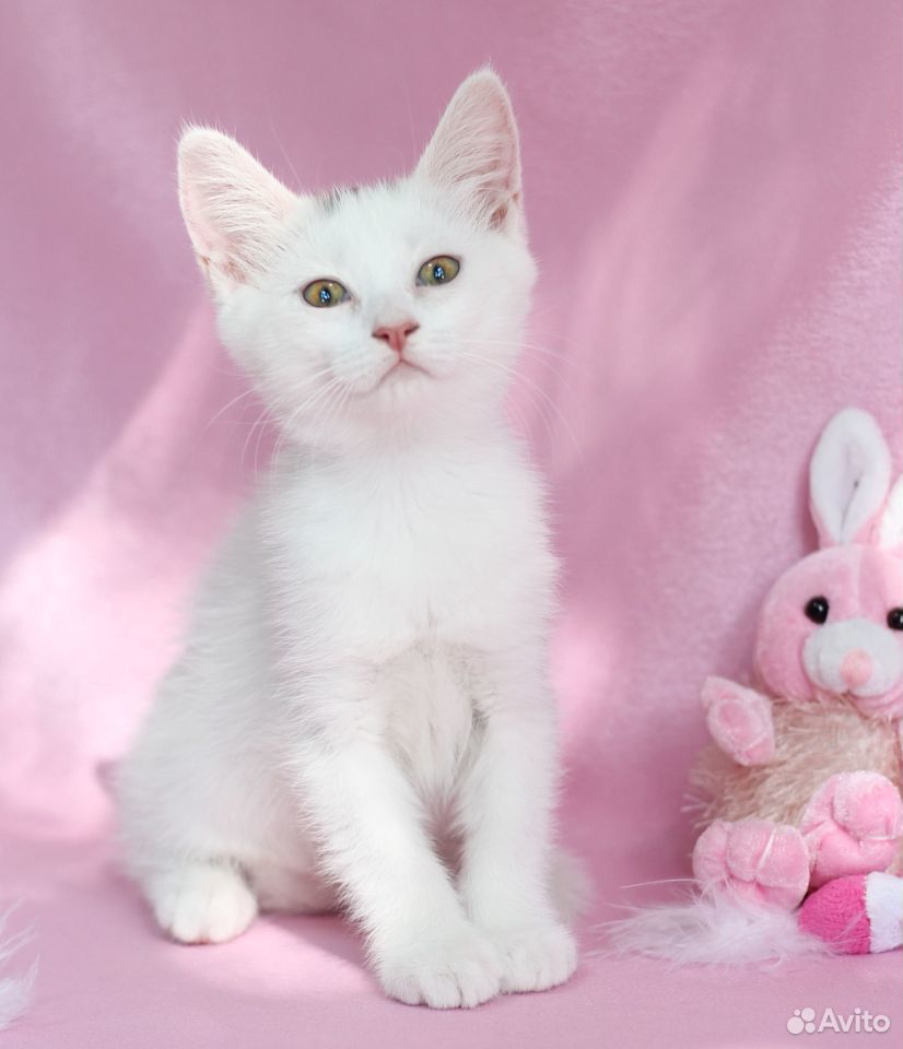 Веселые малыши Фелекс и Мия