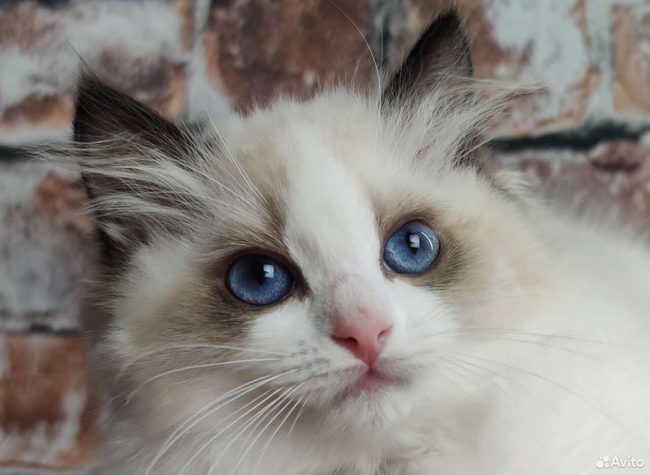 Шарлотта, девочка шоу класс, рэгдолл