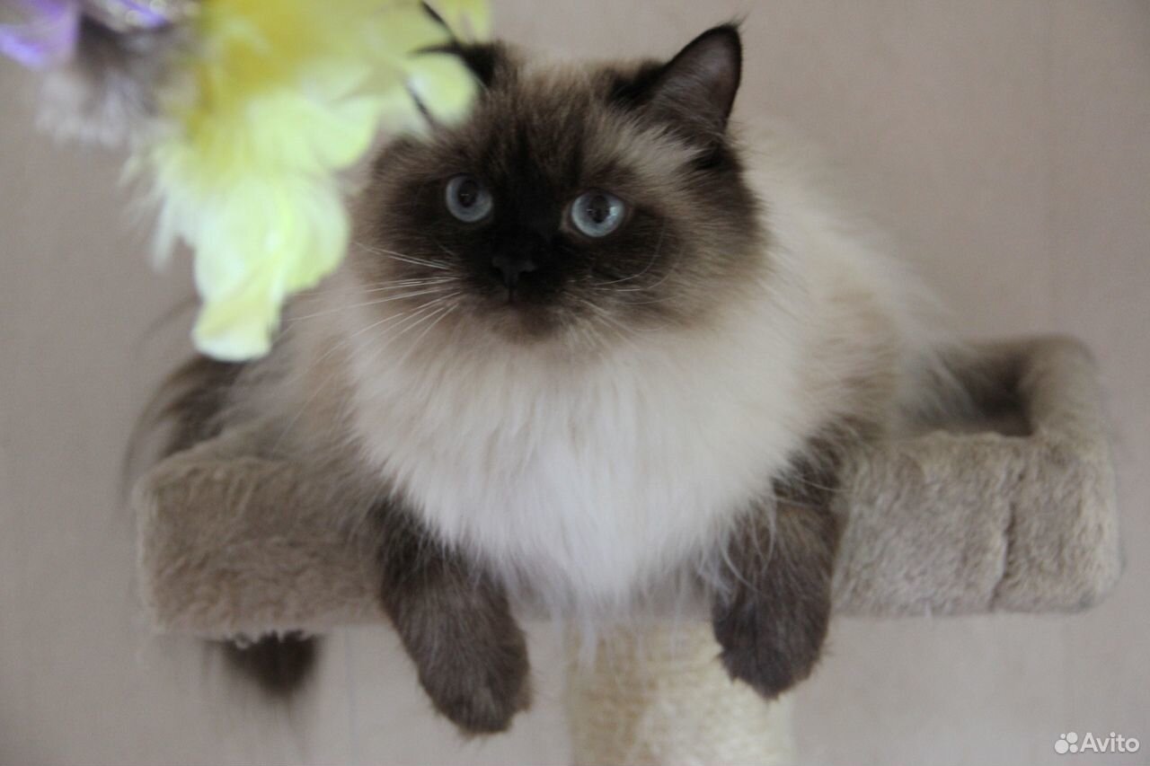 Лиза