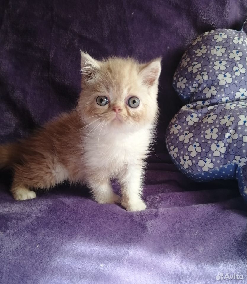 Экзотический малыш