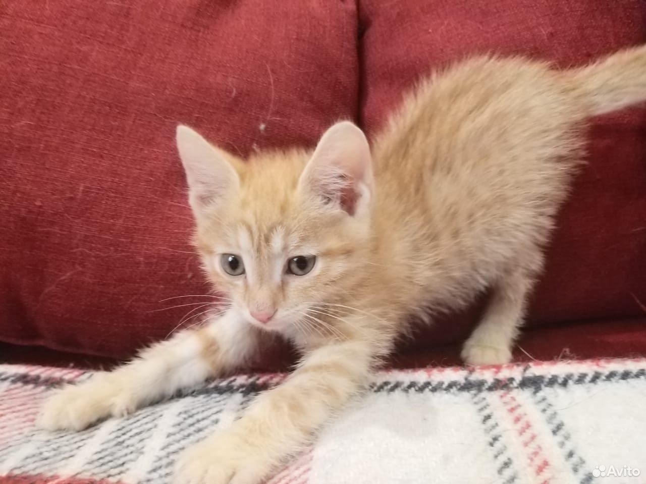 Котенок мальчик 2 месяца