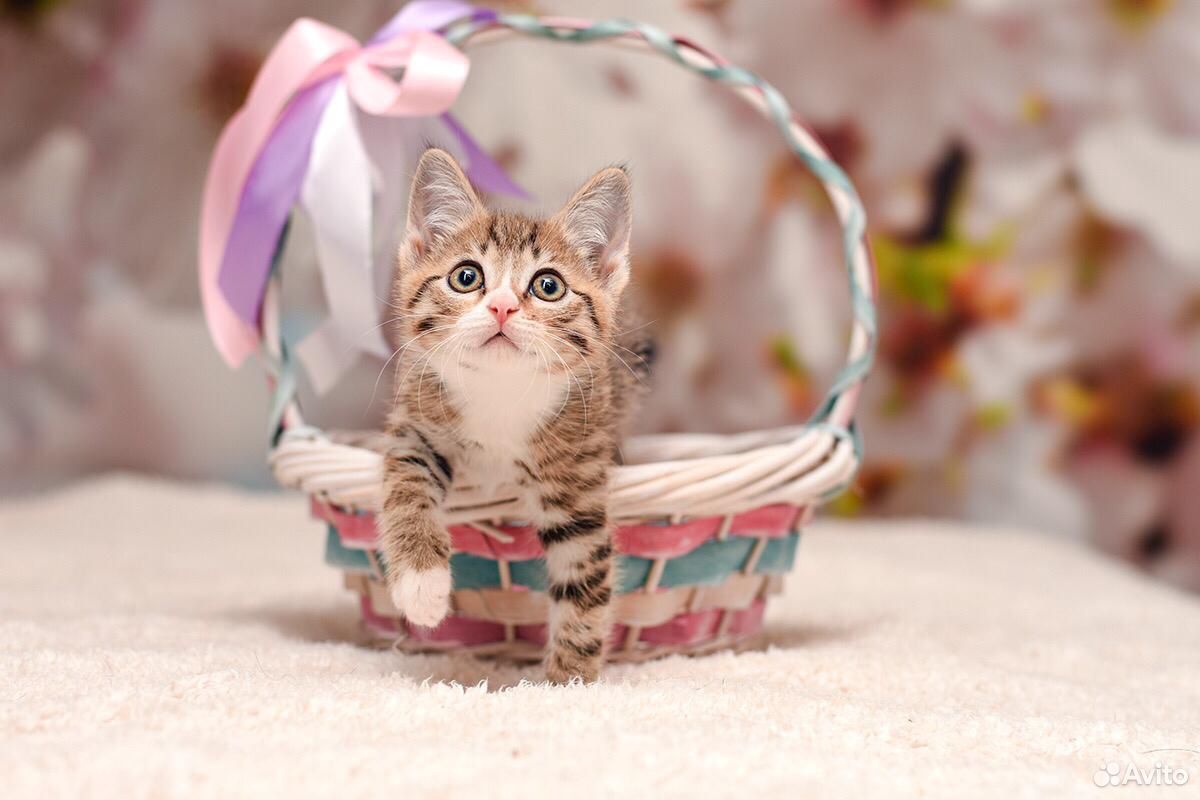 Котёнок Барон ищет семью