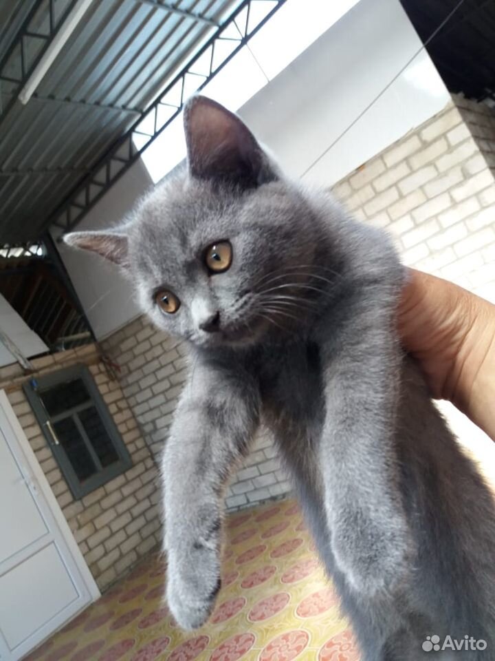 Британская