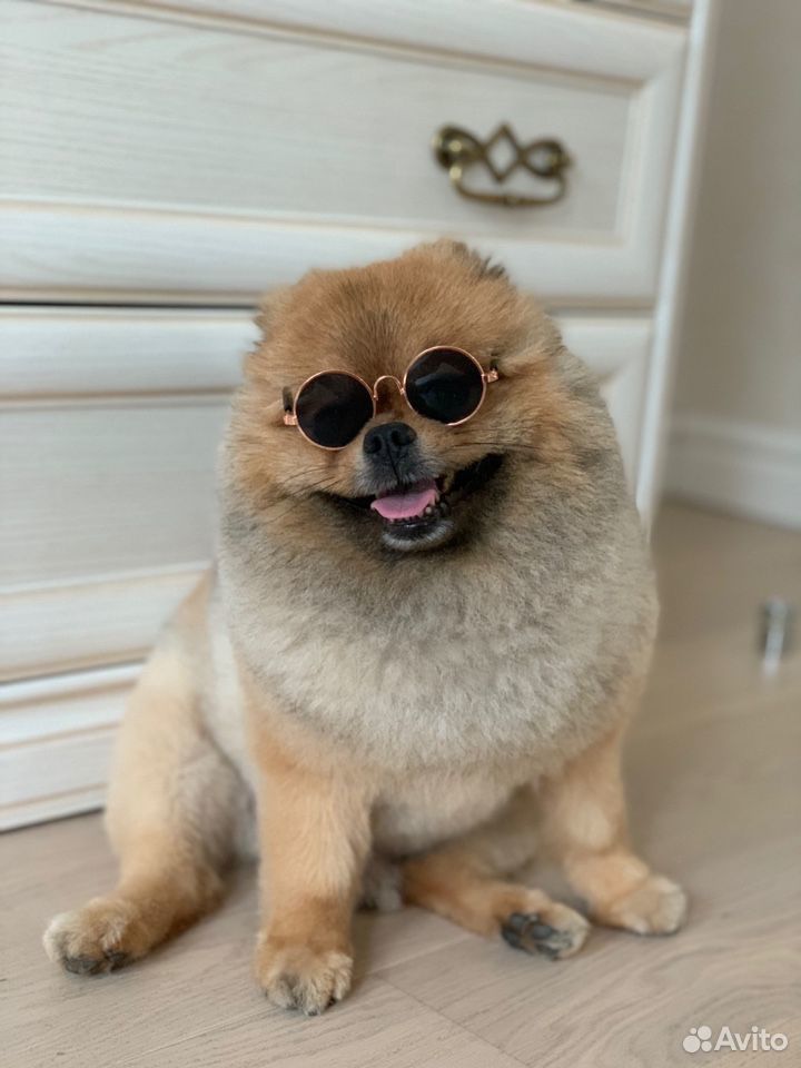 Вязка. Шпицы. Ищем подружку