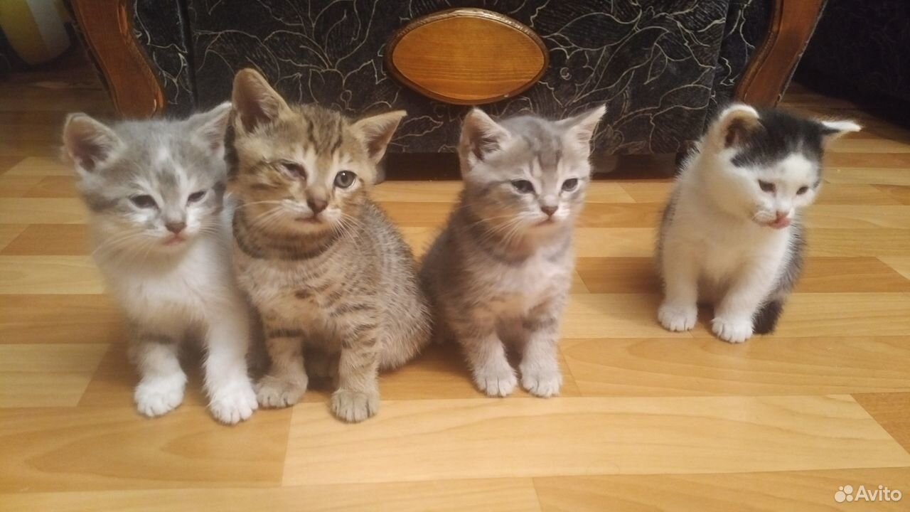 Милые котята от бенгальской кошки